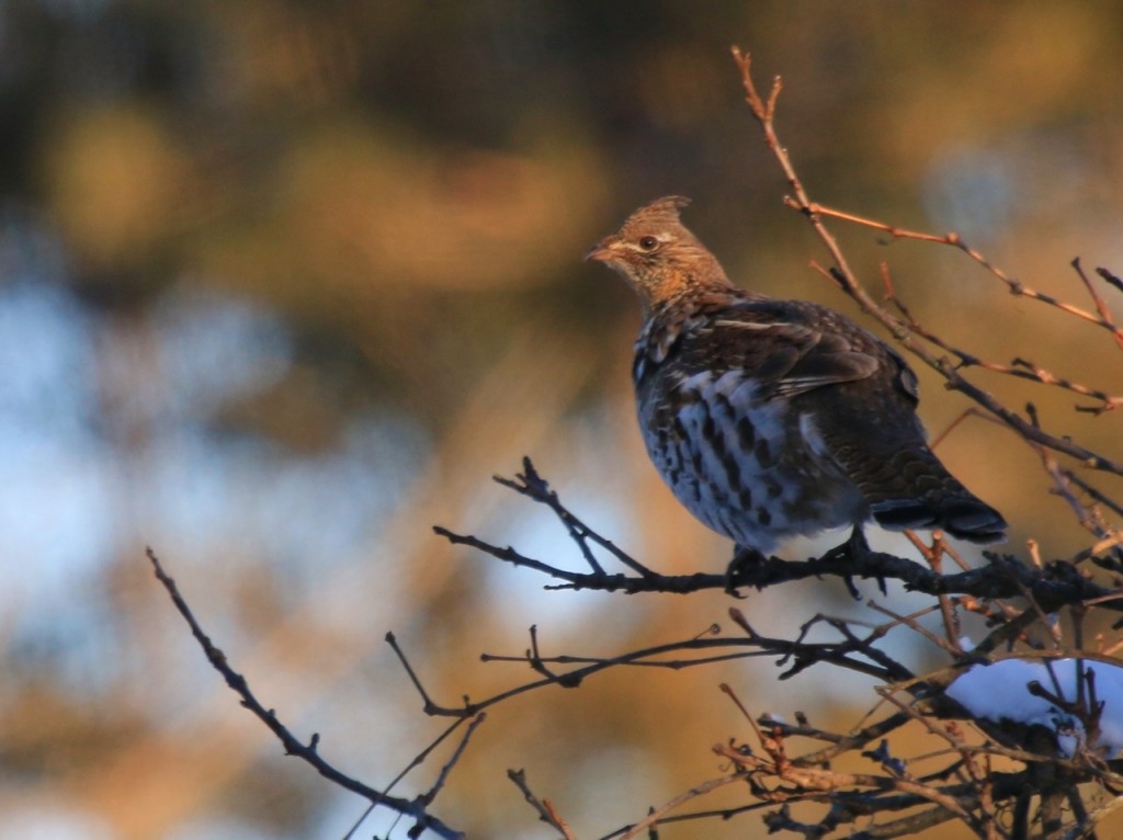 How Do Birds Survive the Winter? - Leslie Abram Photography